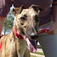 Greyhound Pets of America - Indianapolis